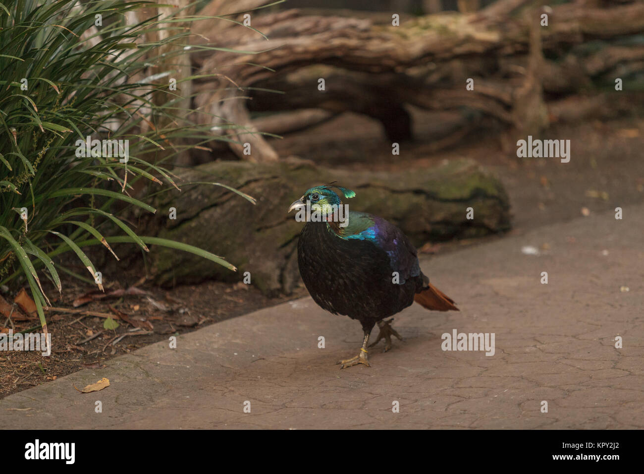 Lophophorus High Resolution Stock Photography and Images - Alamy