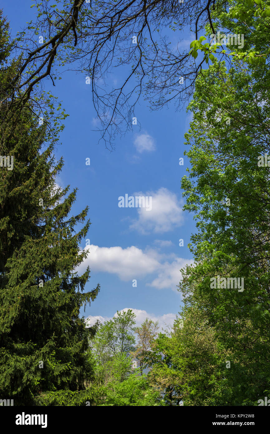 Natural frame in wood Stock Photo - Alamy