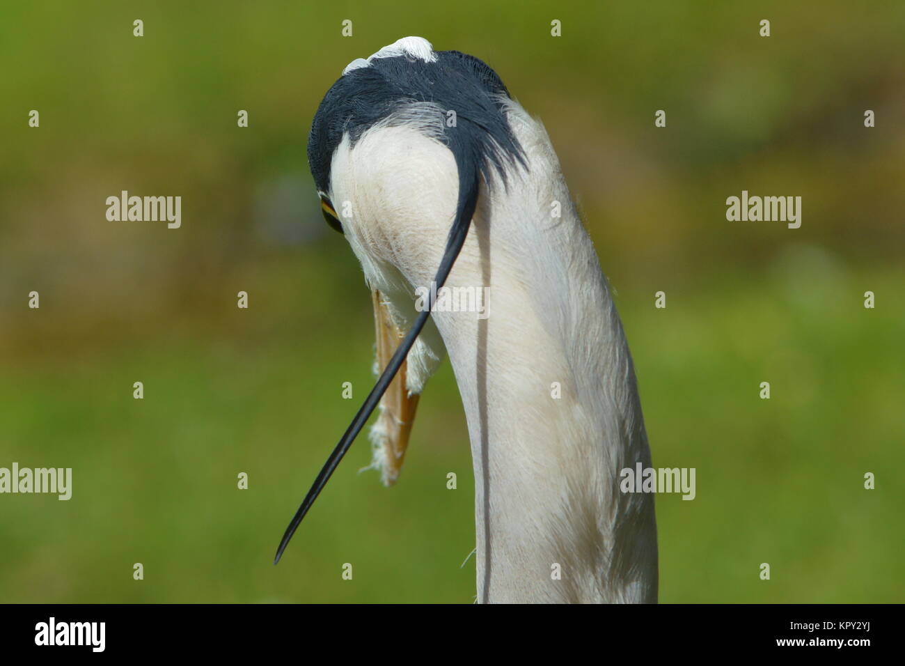 Catfish booty hi-res stock photography and images - Alamy