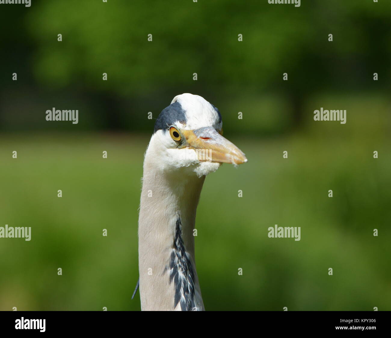 Catfish hunter hi-res stock photography and images - Alamy