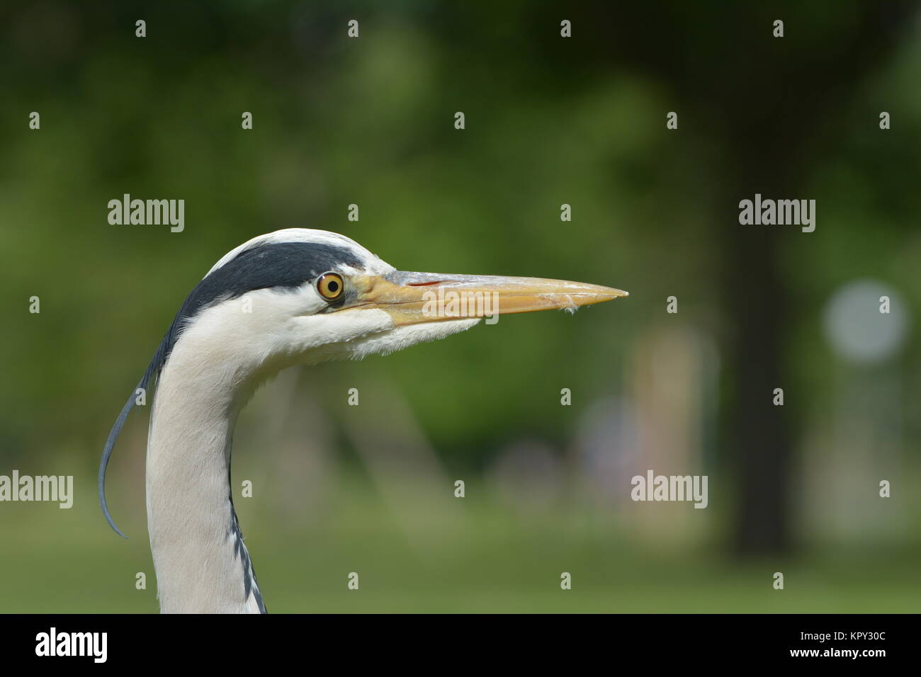 Catfish booty hi-res stock photography and images - Alamy
