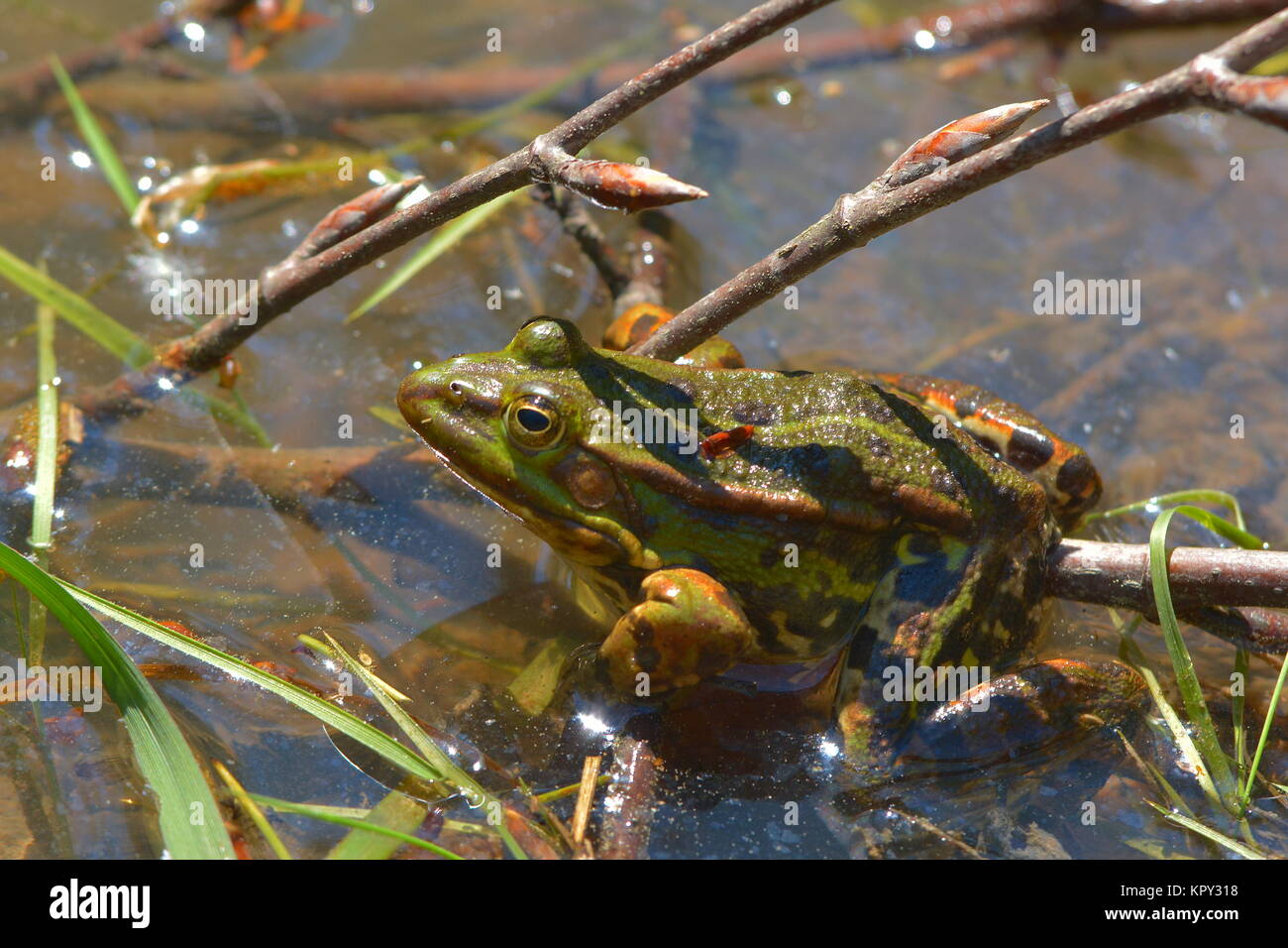 Frog jumping pond hi-res stock photography and images - Alamy