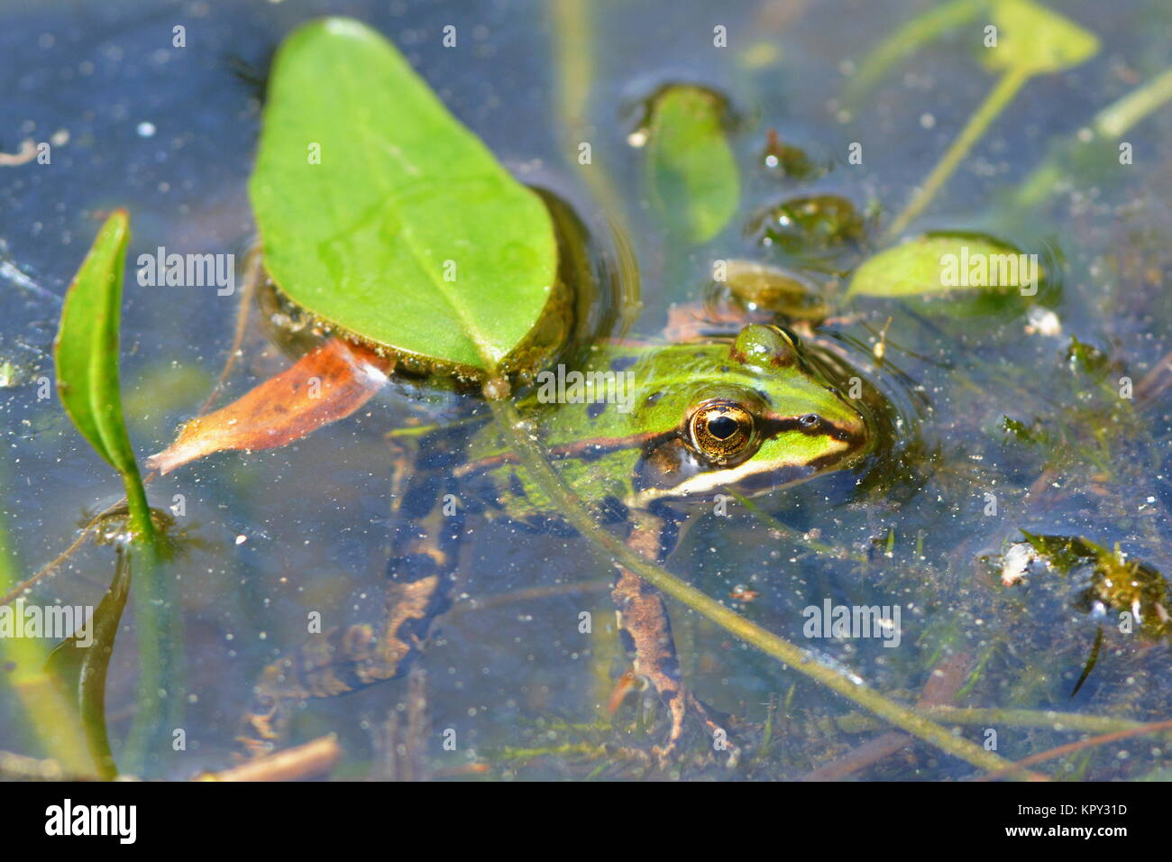 tree frog in the pond Stock Photo - Alamy