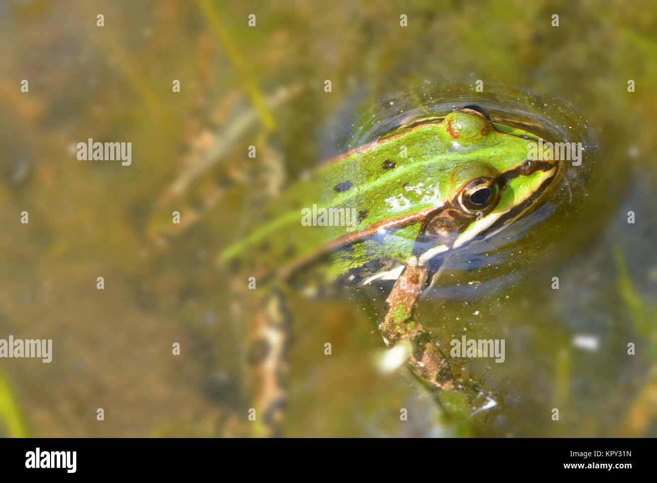 tree frog in the pond Stock Photo - Alamy