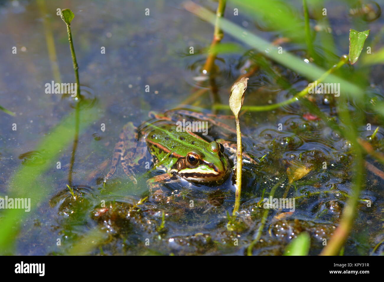 Hop frog hi-res stock photography and images - Alamy