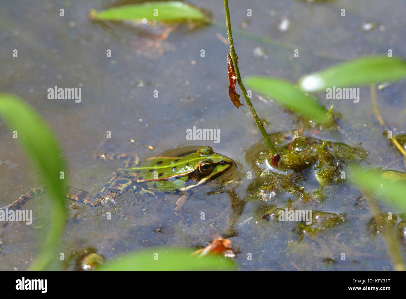 Frog jumping pond hi-res stock photography and images - Alamy