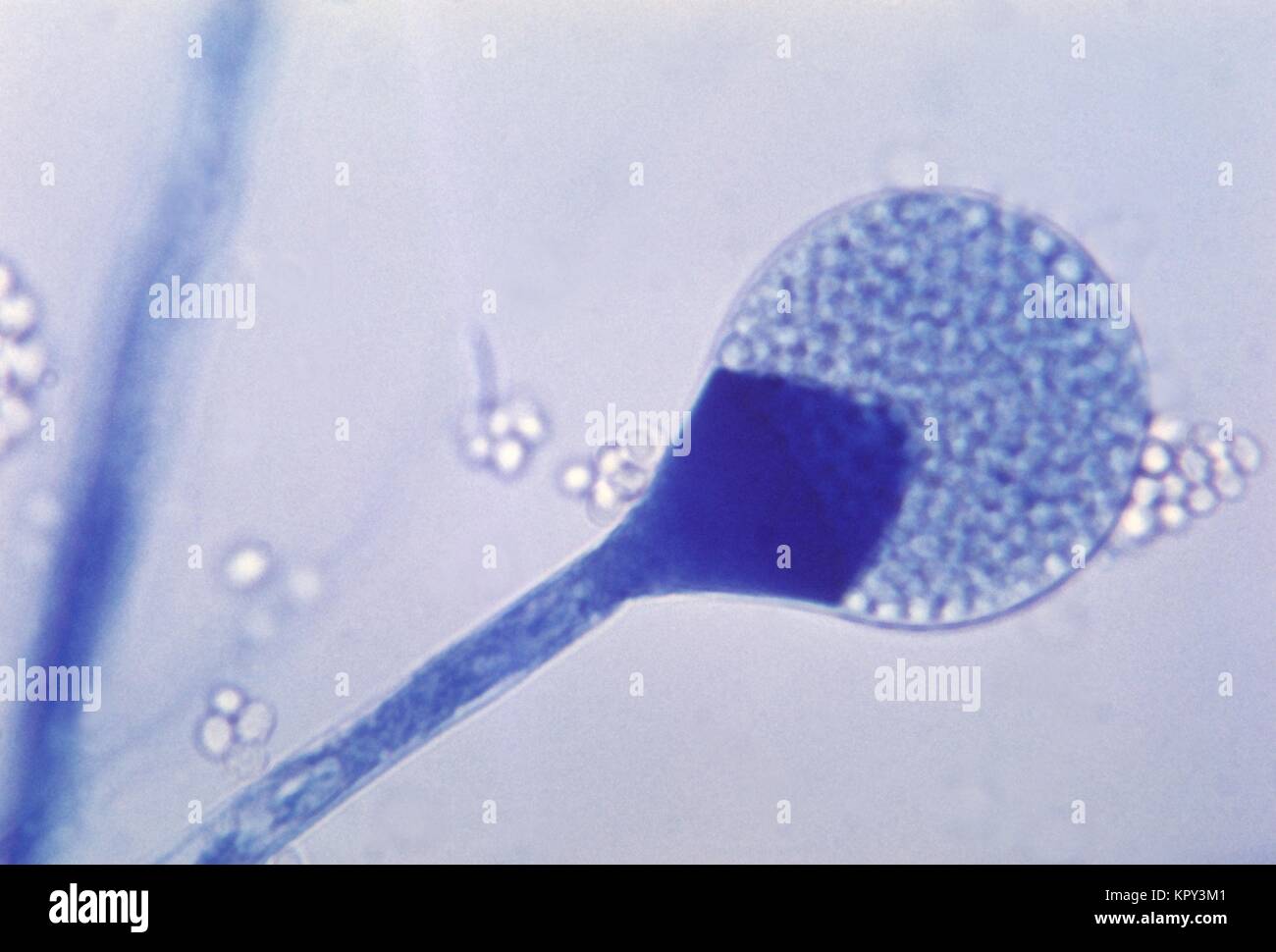 Mucor Stock Photos & Mucor Stock Images - Alamy