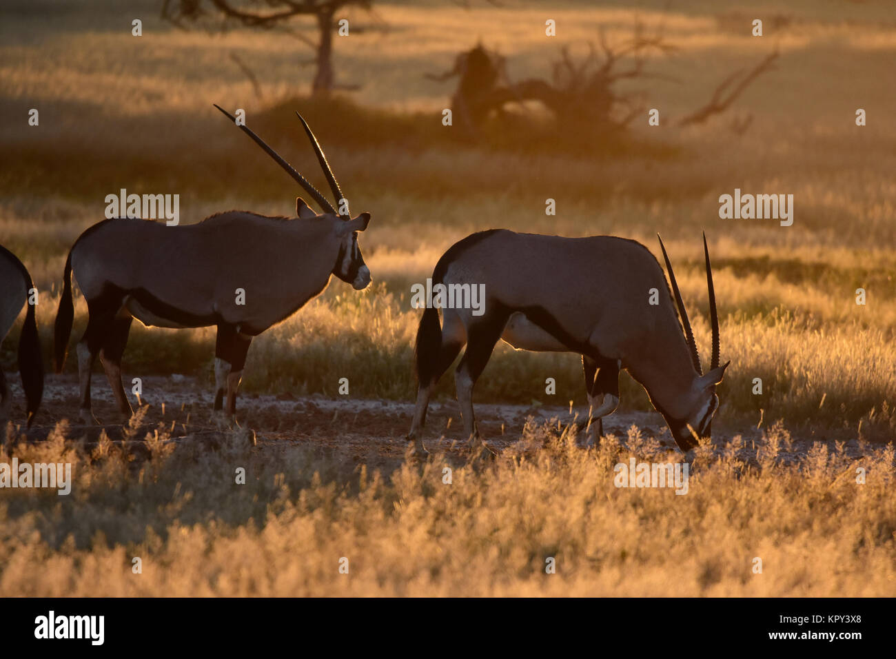 The Kgalagadi Transfrontier park between South Africa and Botswana is ...