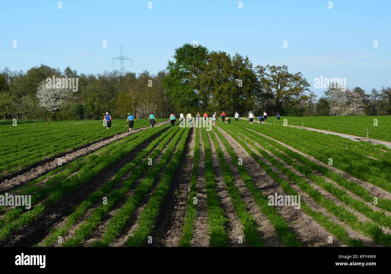 weeds weeding in the carrot field Stock Photo - Alamy