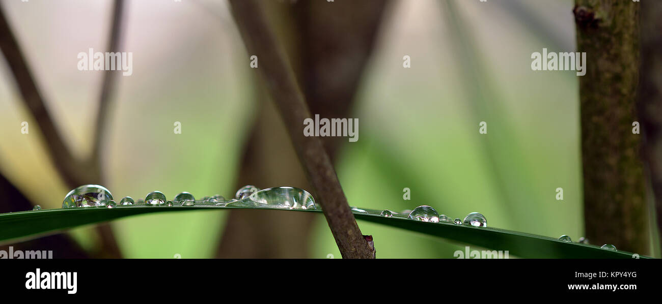 Pearl edges hi-res stock photography and images - Alamy