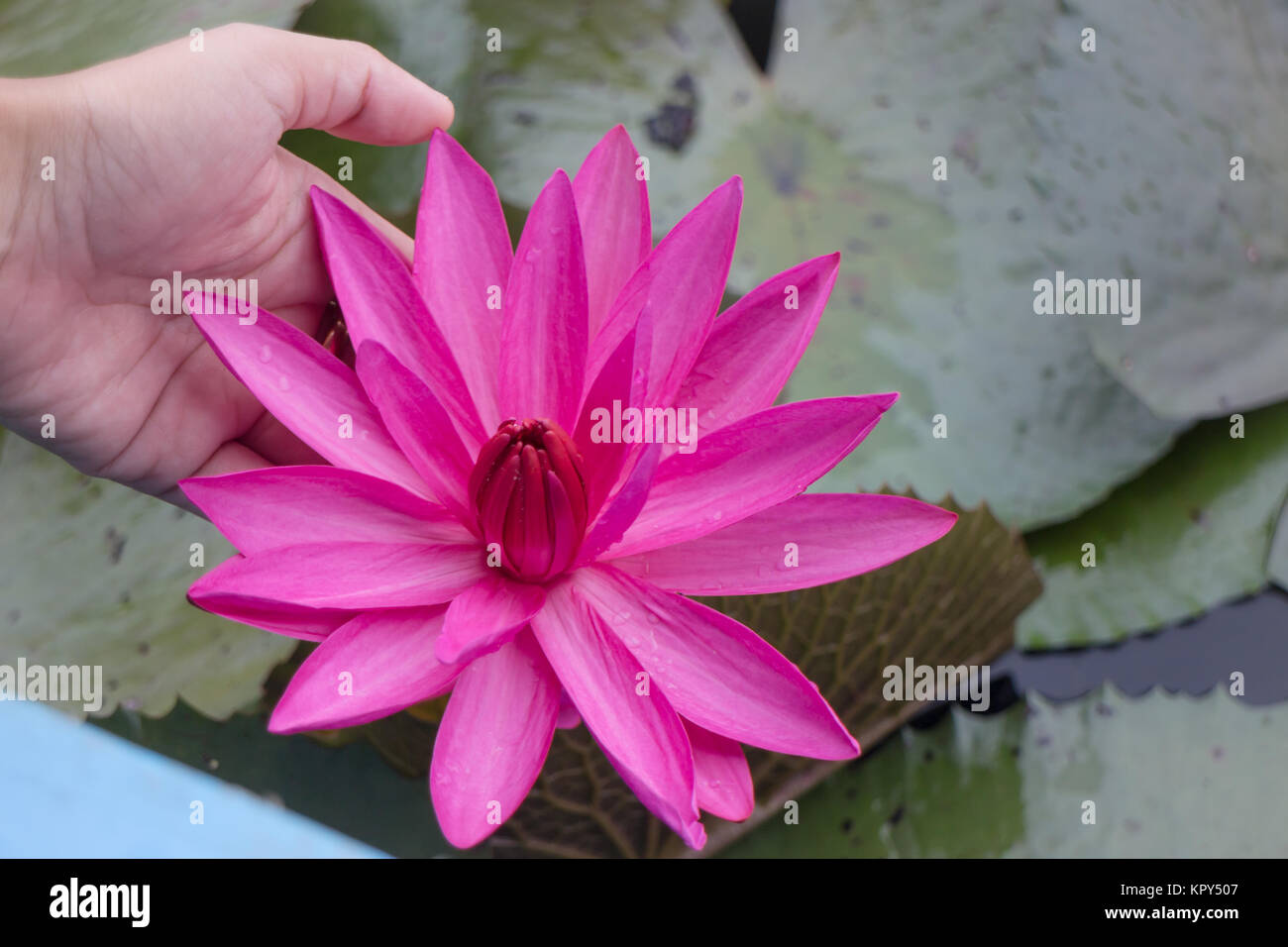 Hand on pink lotus flower in the lake Stock Photo - Alamy