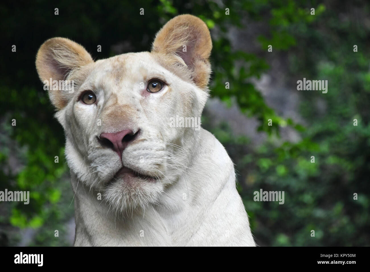 White lioness hi-res stock photography and images - Alamy