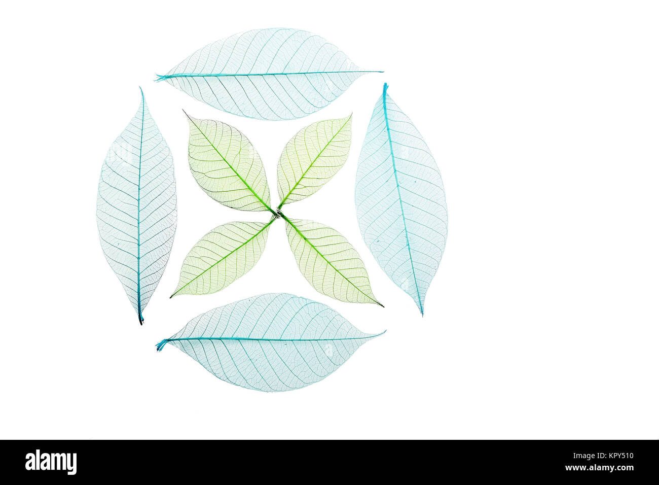 Circle and cross of skeleton leaves on white Stock Photo - Alamy