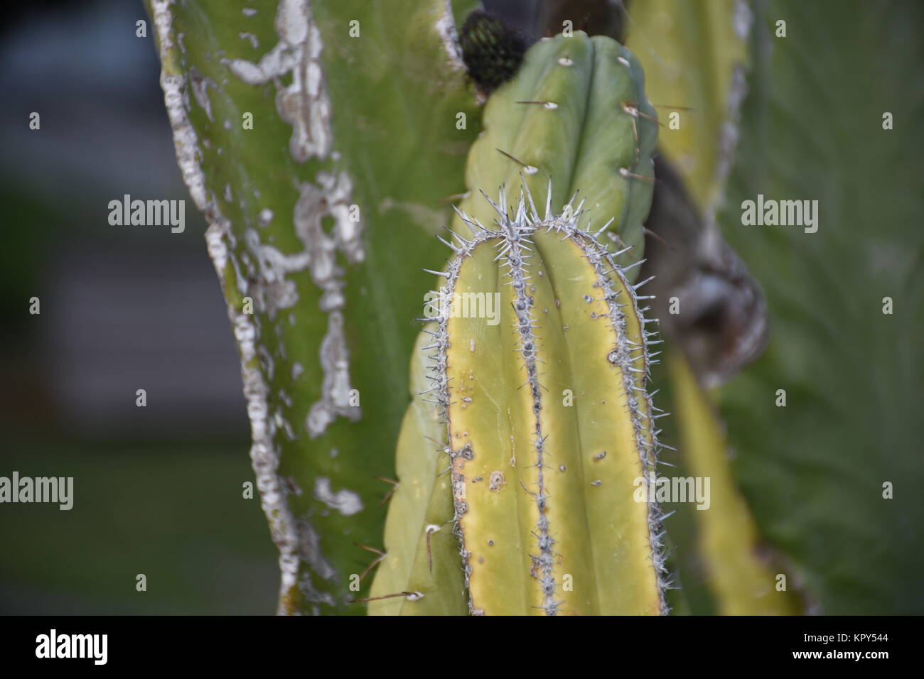 Plant perseverance hi-res stock photography and images - Alamy