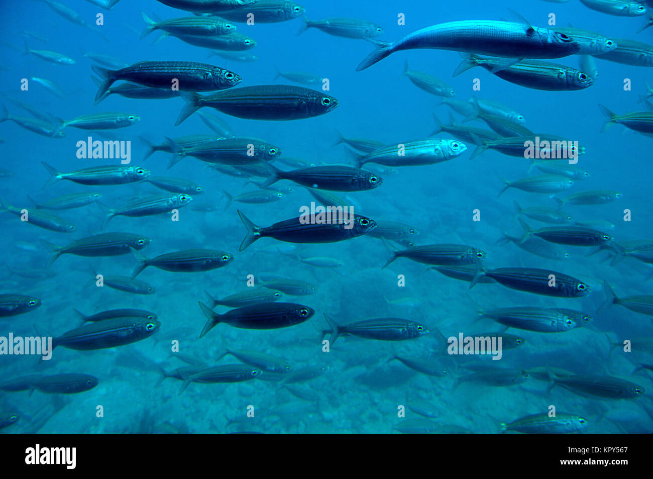 Fish in the sea off Gran Canaria Stock Photo - Alamy