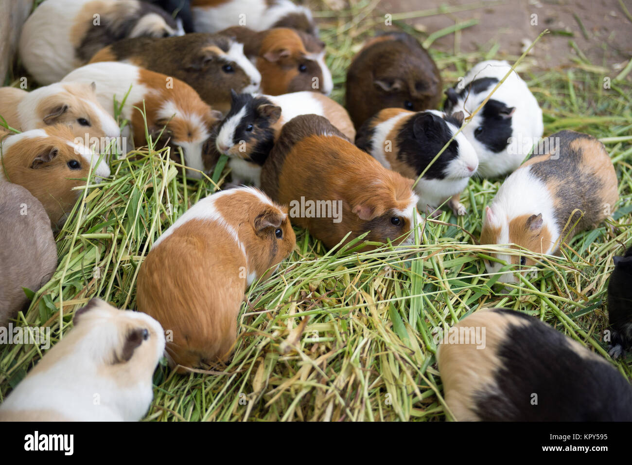 many different guinea pigs in the grass Stock Photo - Alamy