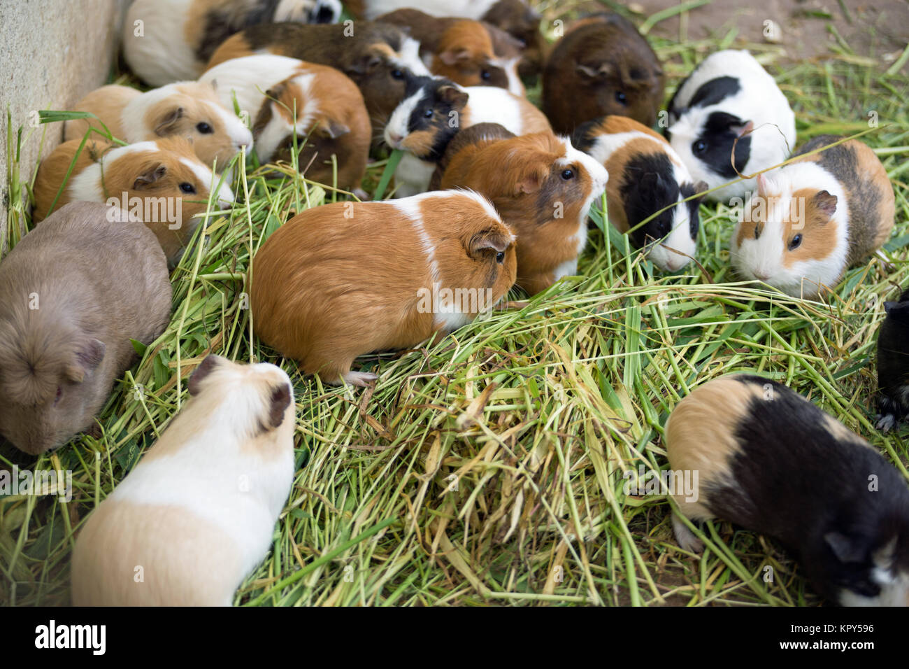 many different guinea pigs in the grass Stock Photo - Alamy
