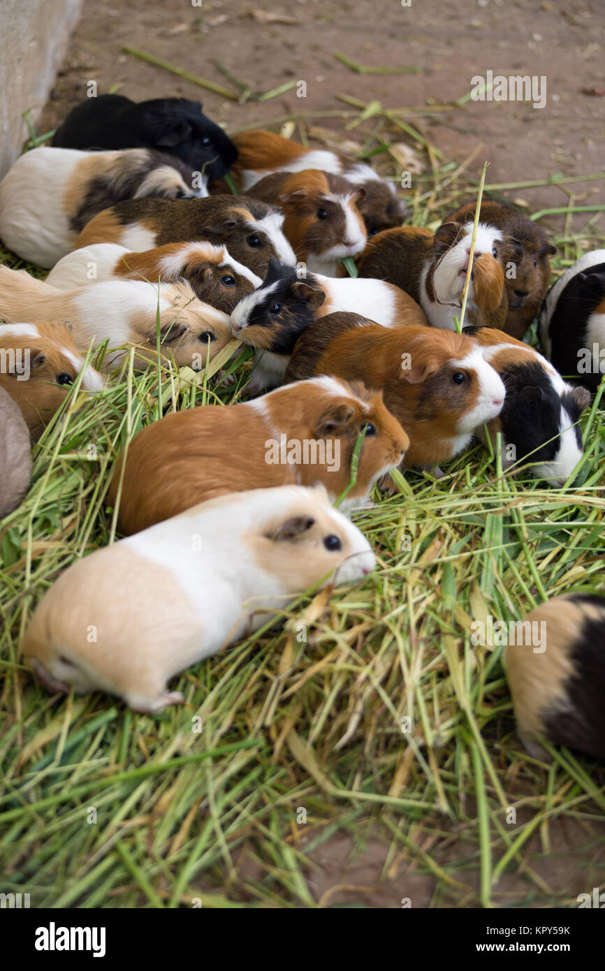 Many different guinea pigs in the grass Stock Photo - Alamy