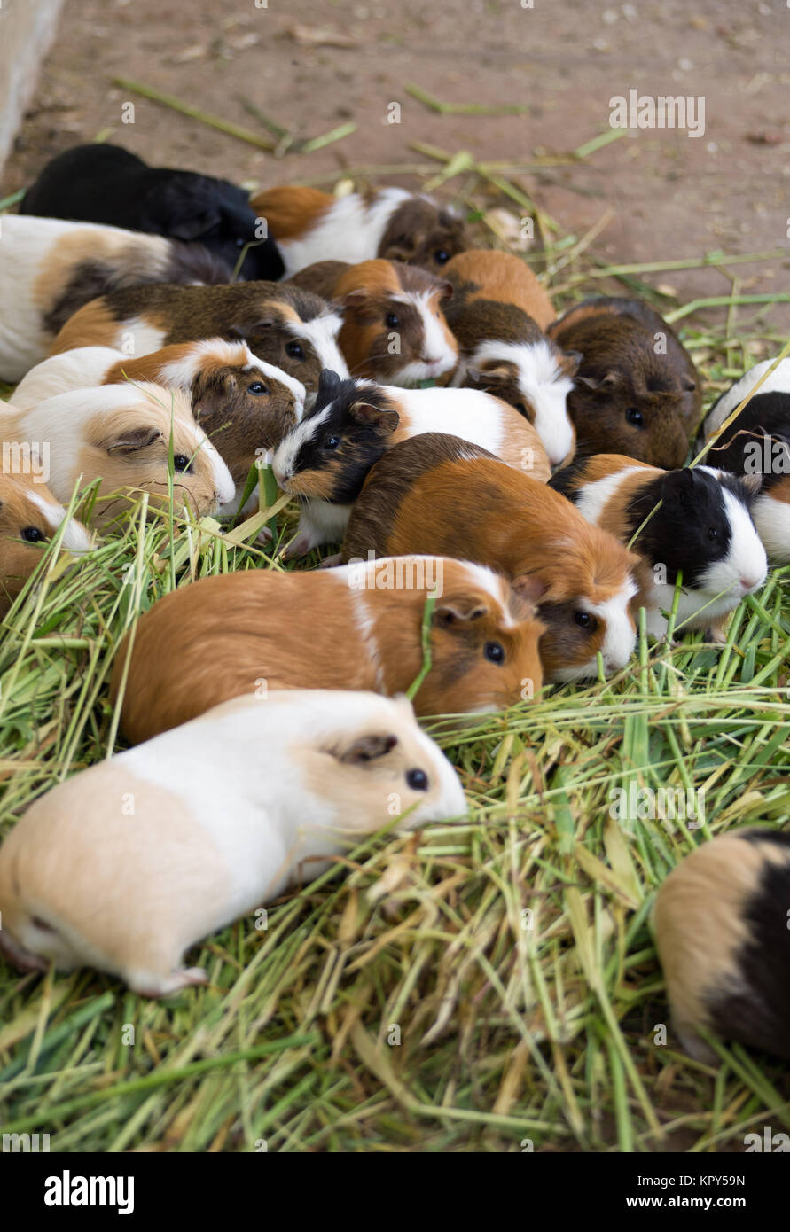 many different guinea pigs in the grass Stock Photo - Alamy