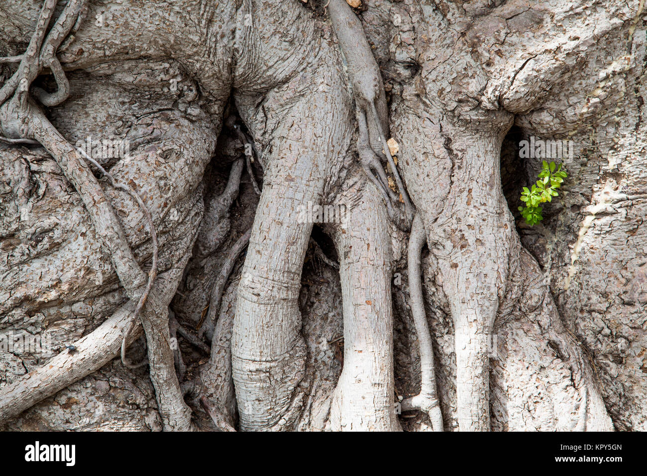 Very old grey roots knotted on their tree Stock Photo - Alamy