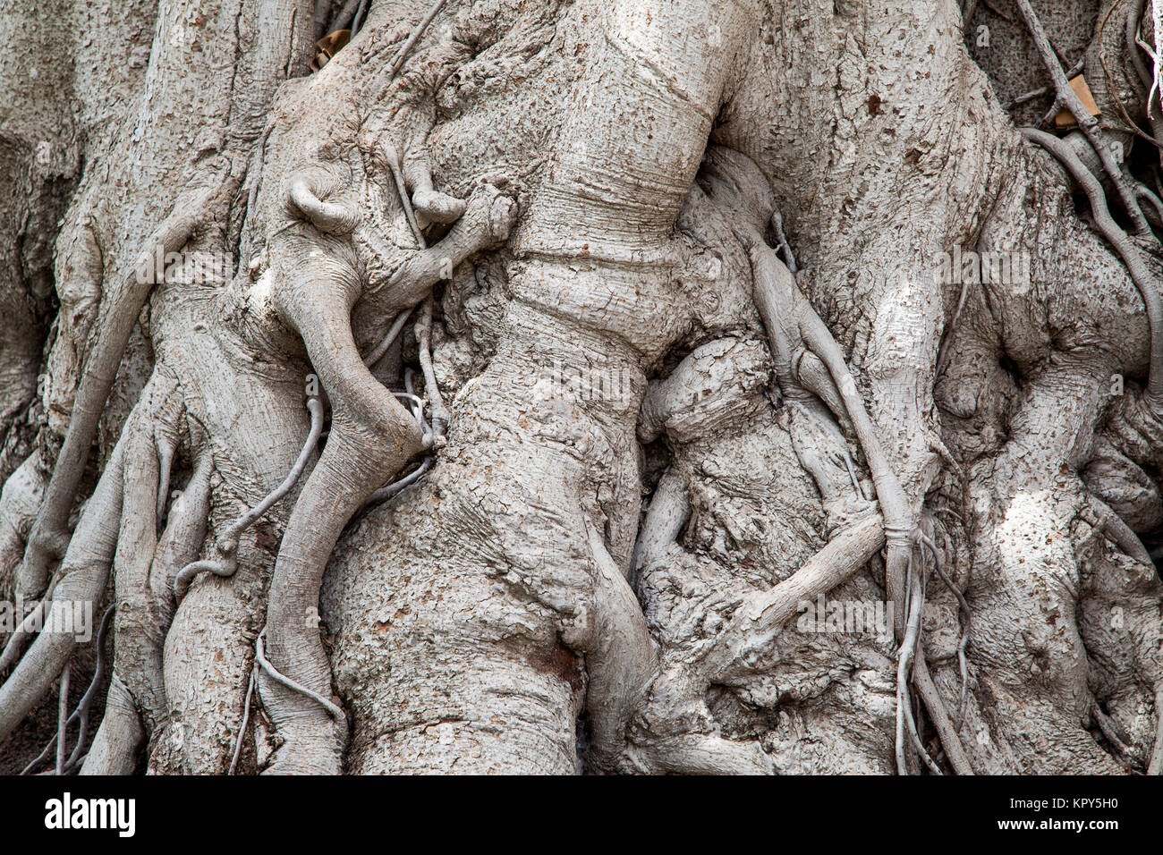 Very old grey roots knotted on their tree Stock Photo - Alamy