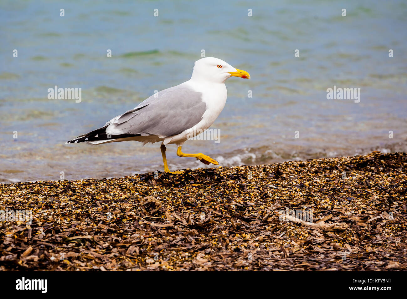 Seagull eyes hi-res stock photography and images - Alamy