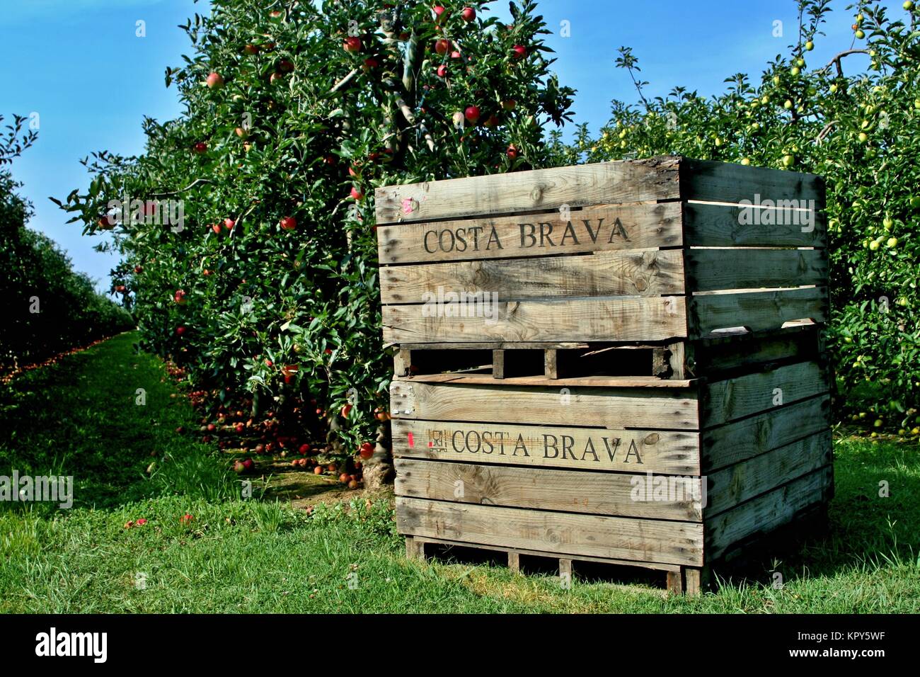 apple crates on the costa brava Stock Photo - Alamy