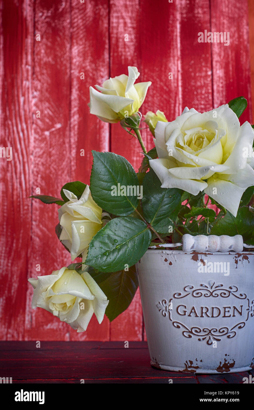 Five Roses High Resolution Stock Photography and Images - Alamy