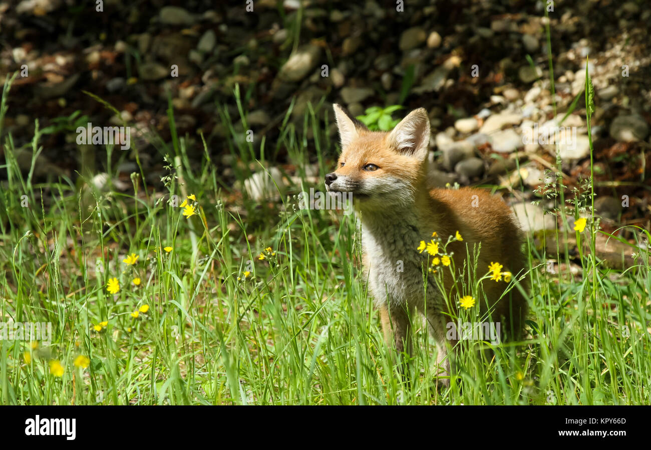 Fox game hi-res stock photography and images - Alamy