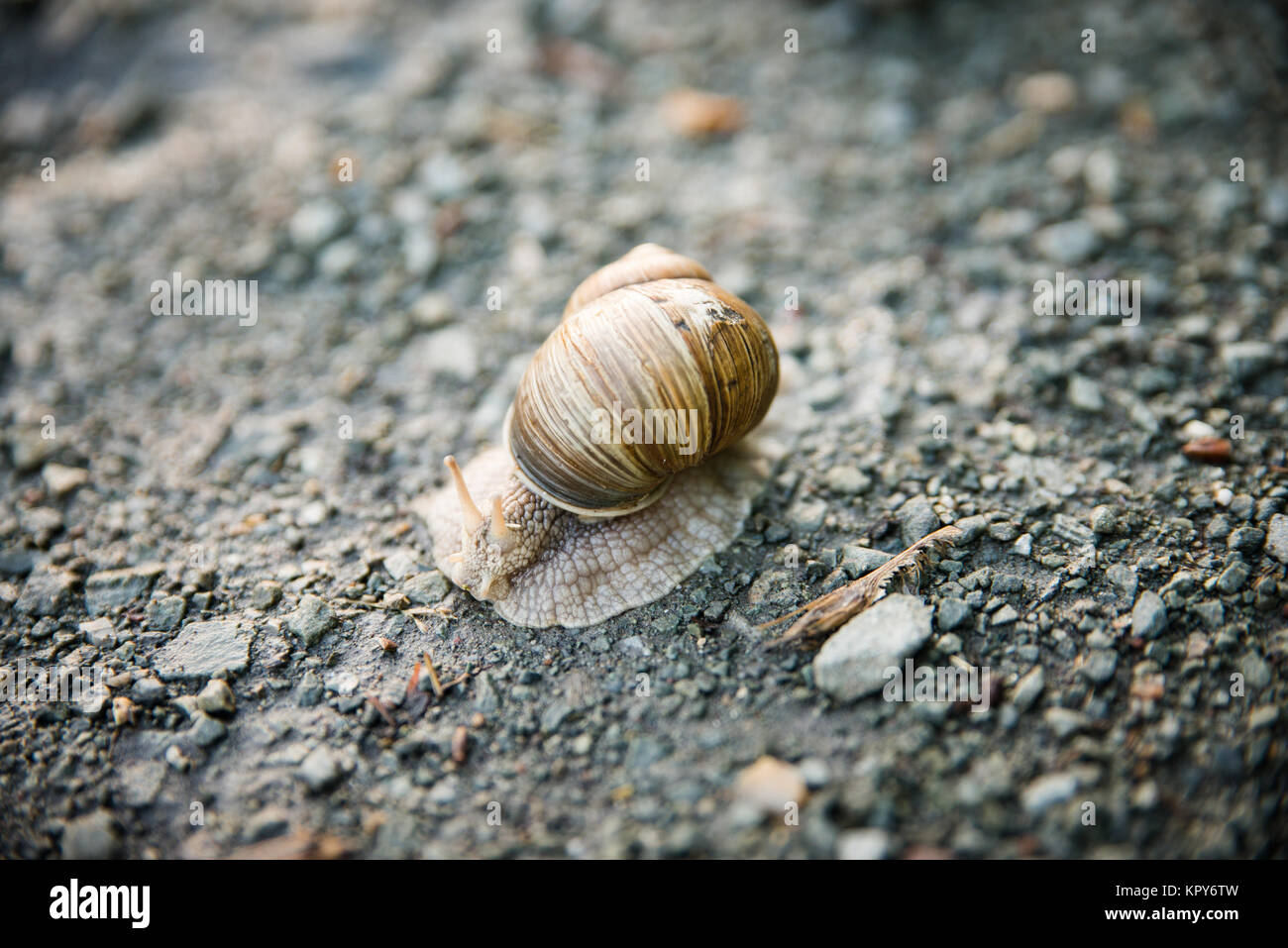 snail on the dirt road Stock Photo - Alamy