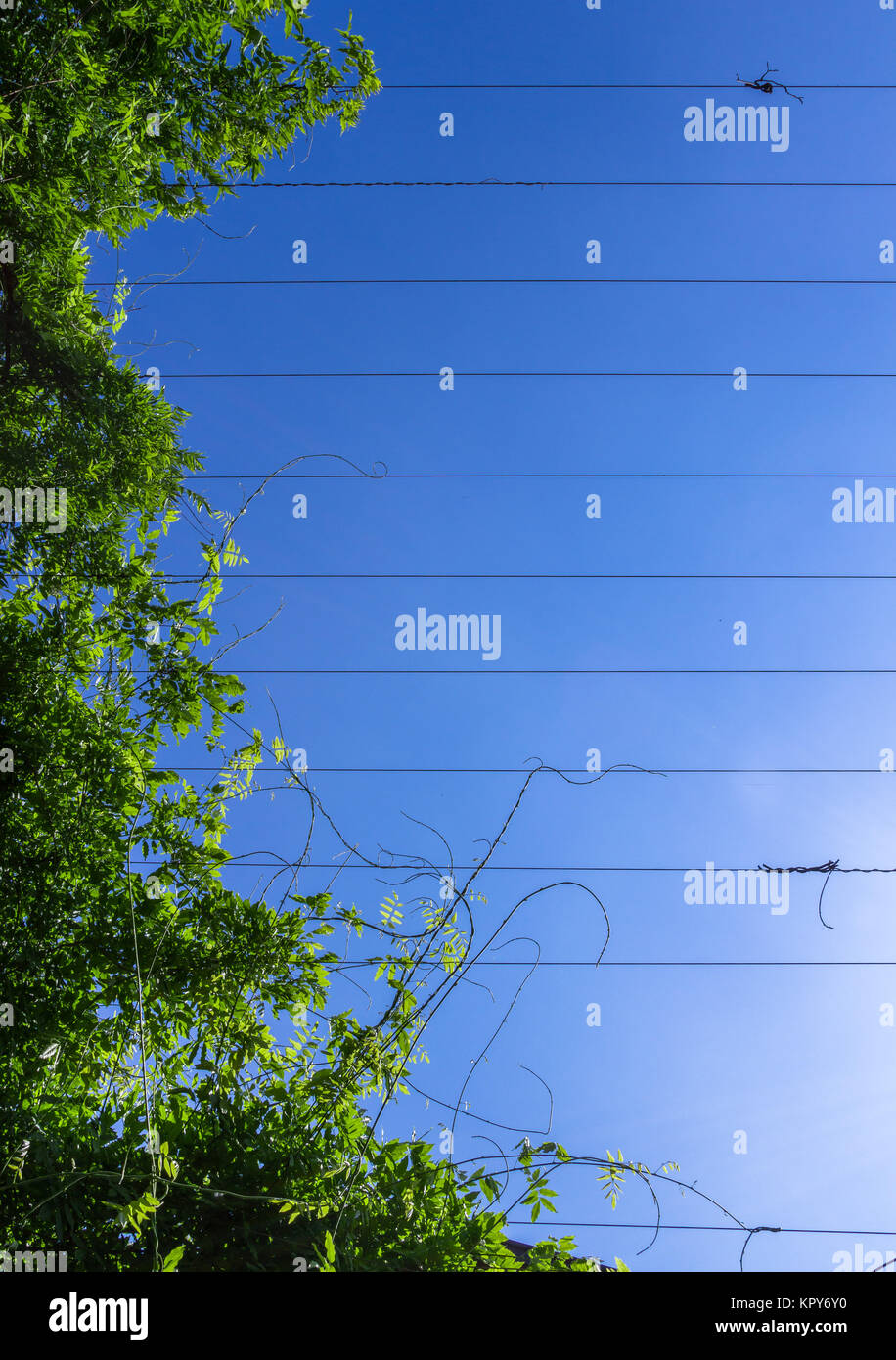 Climbing plants on cables Stock Photo - Alamy