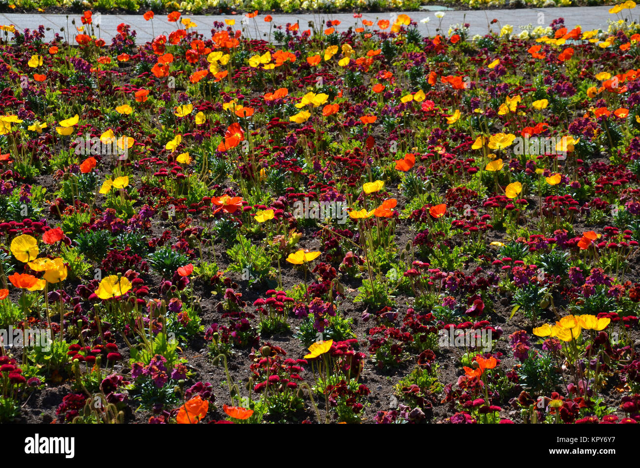 Iceland poppy plant hi-res stock photography and images - Alamy