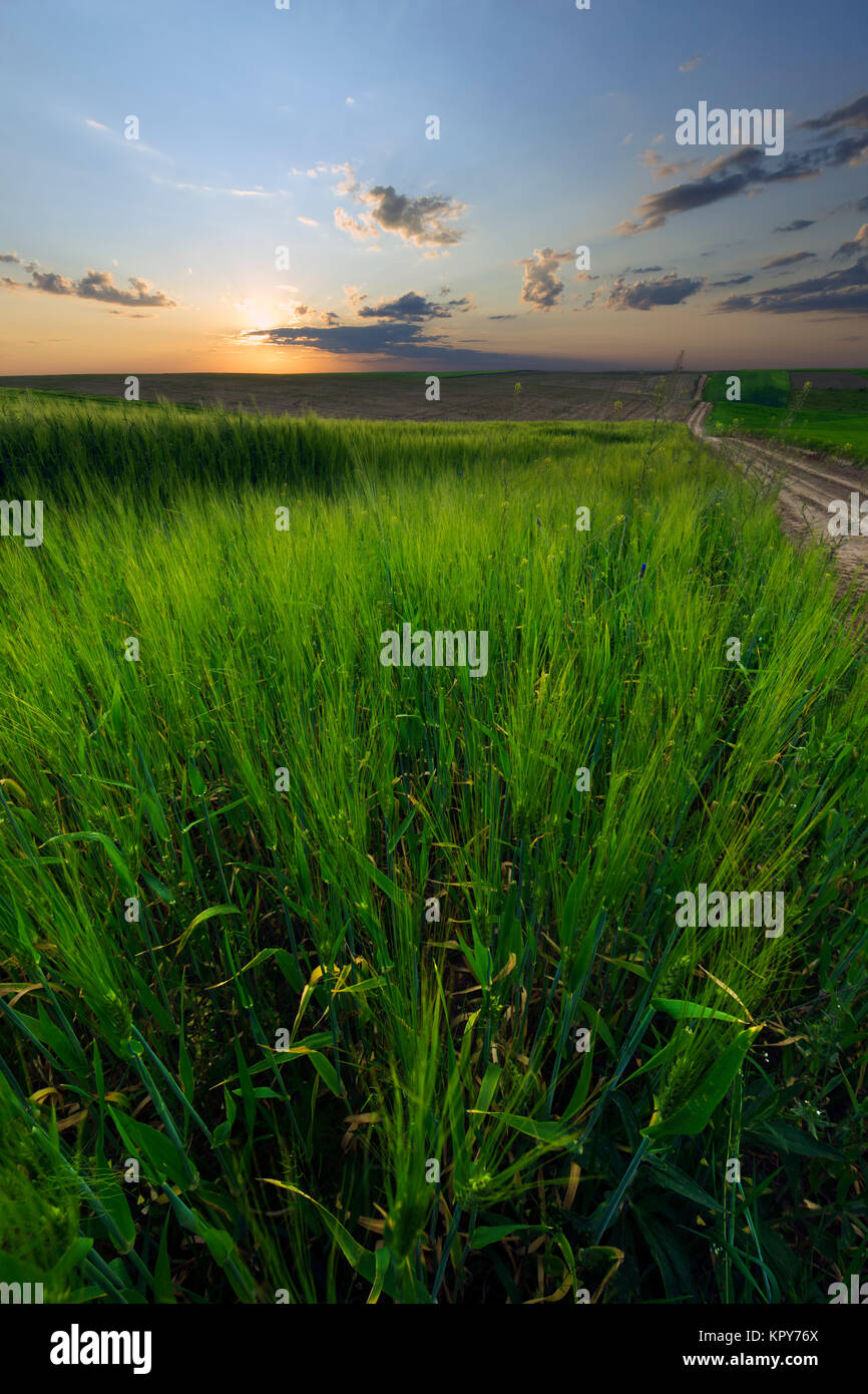 Sunset At The Meadow Stock Photo - Alamy