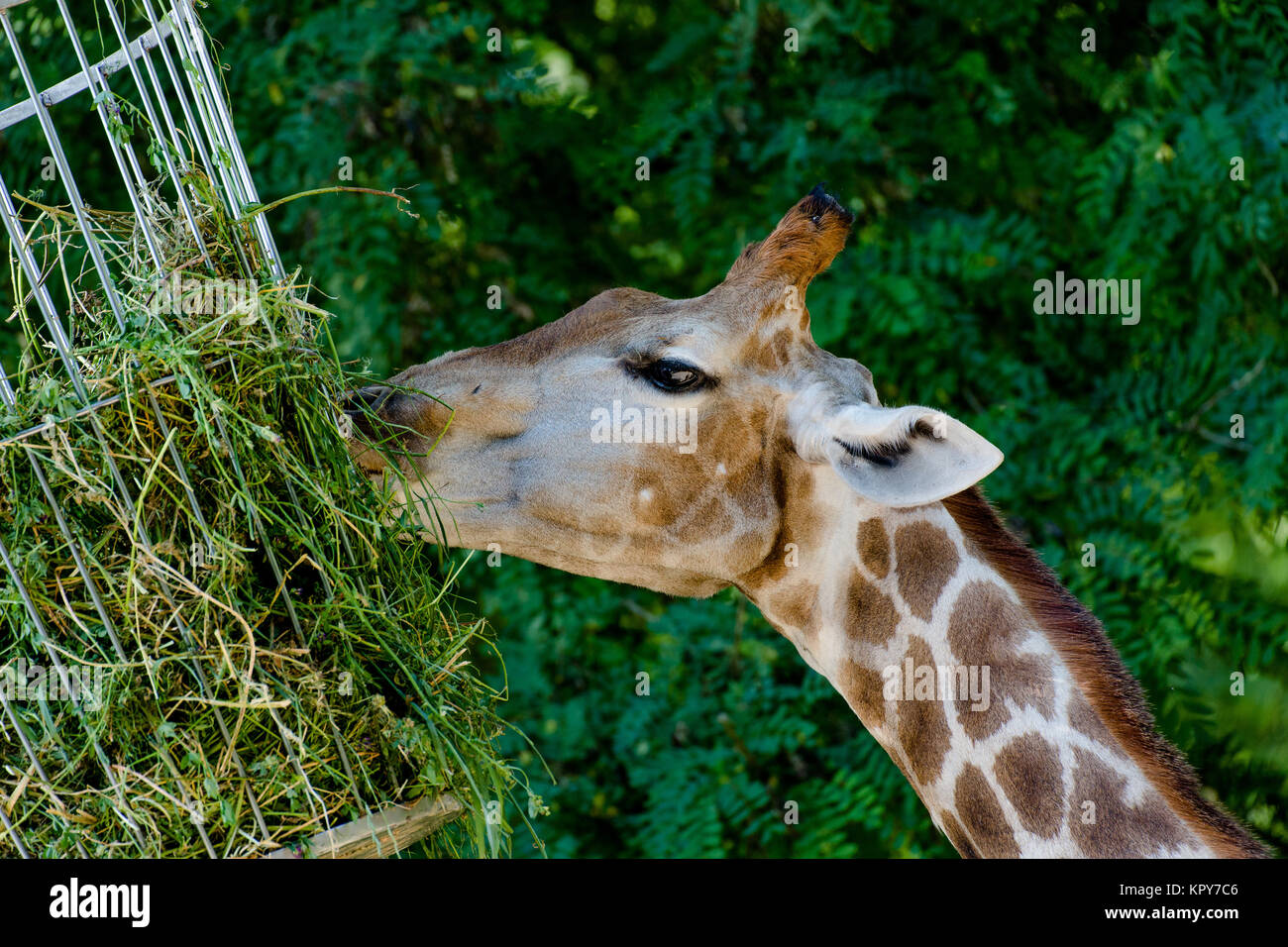 carnivorous giraffe in closeup Stock Photo - Alamy