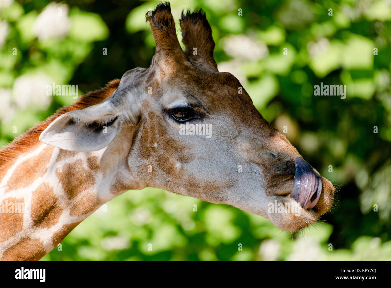 carnivorous giraffe in closeup Stock Photo - Alamy