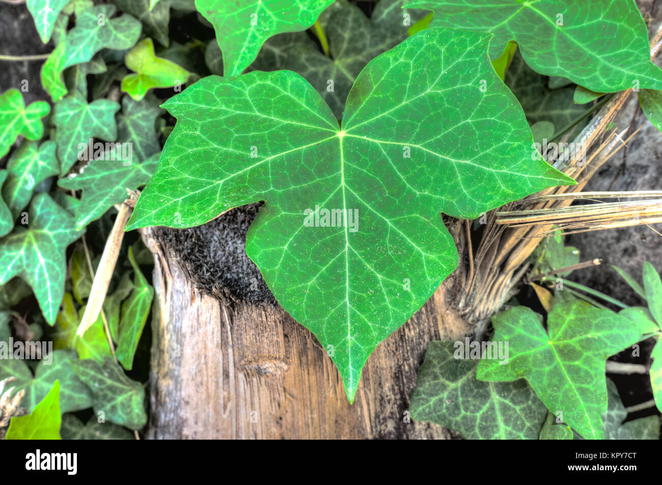 White background hdr hi-res stock photography and images - Alamy
