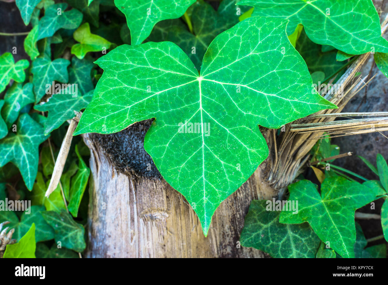 Stem of ivy plant hi-res stock photography and images - Alamy