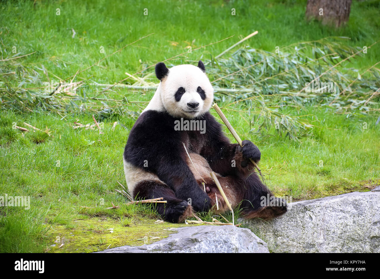 giant panda in closeup Stock Photo - Alamy