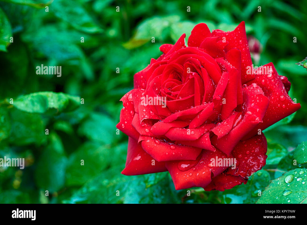 red rose, close-up Stock Photo - Alamy