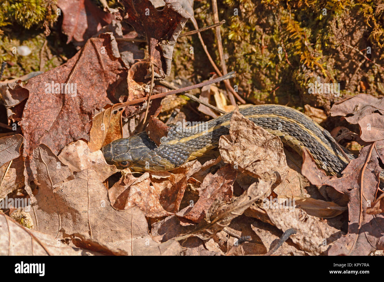 Garter Snake Hiding in the Leaves Stock Photo - Alamy