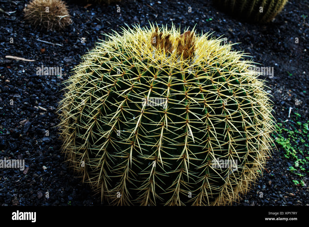 Close up picture of cactus Stock Photo - Alamy
