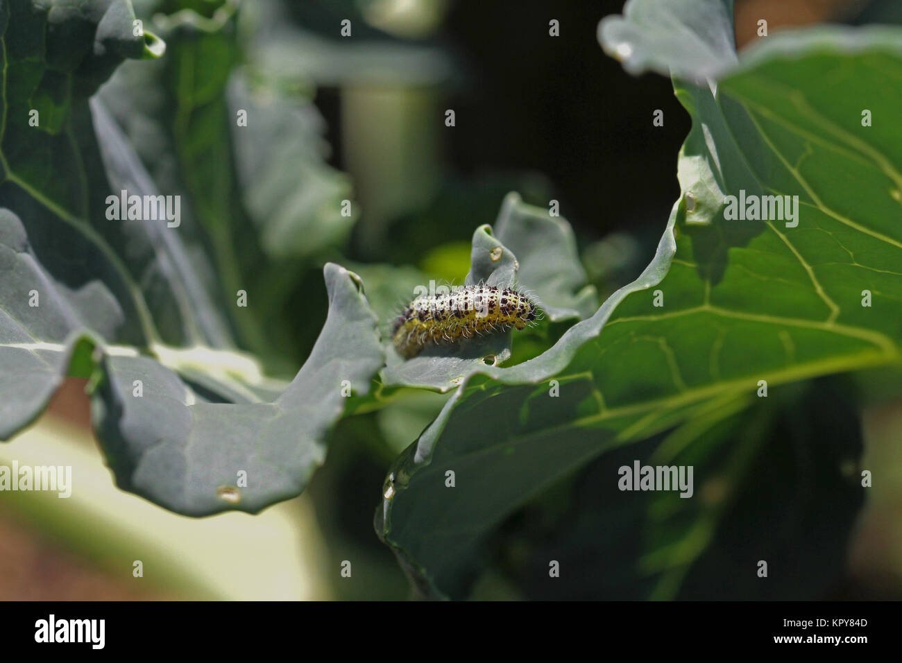 cabbage white butterfly larva or caterpillar feeding on a broccoli or ...