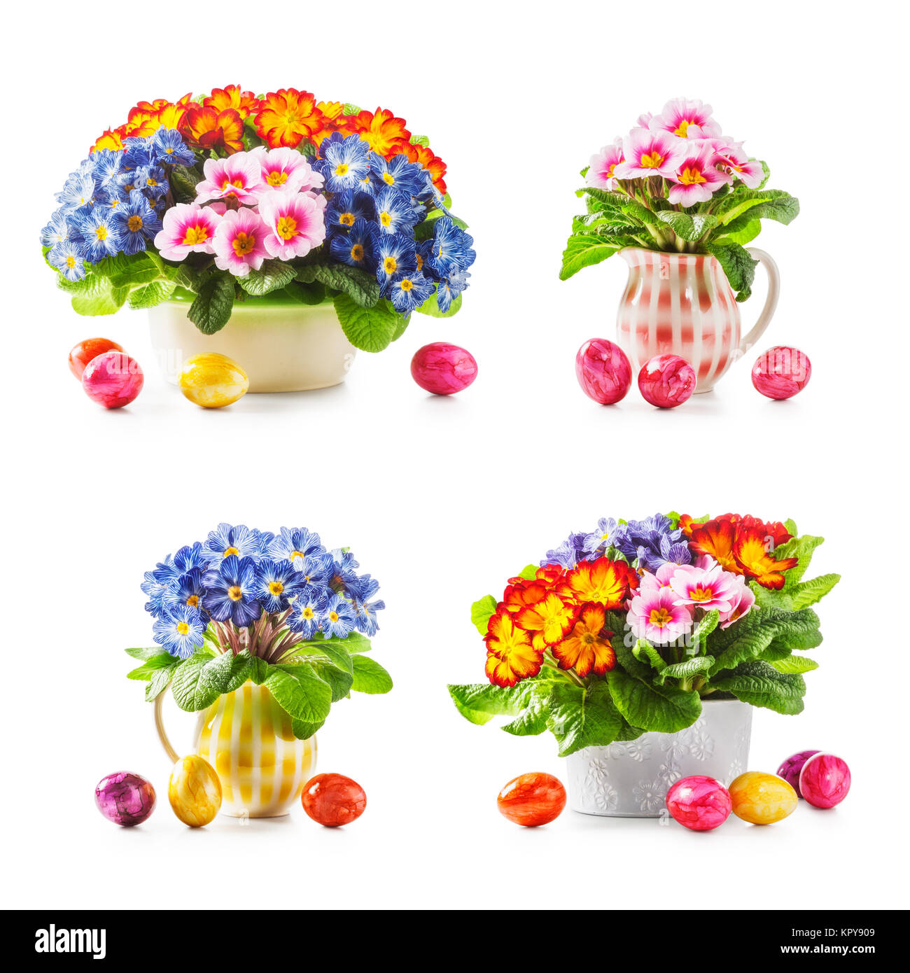 Spring primula flowers and easter eggs collection isolated on white ...