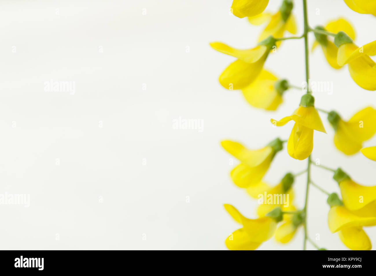 Robinia pseudoacacia tree hi-res stock photography and images - Alamy