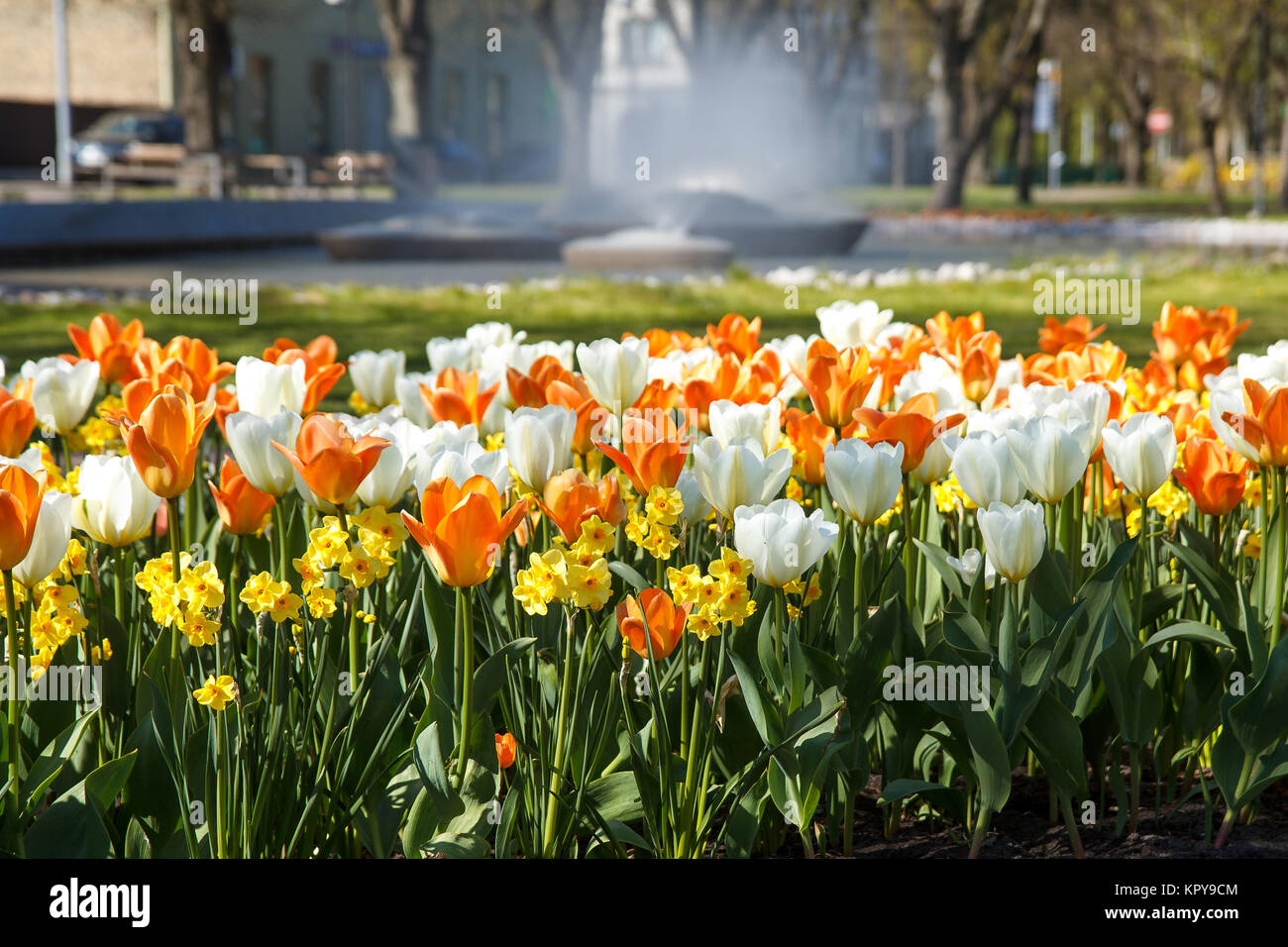 Flowers in a park Stock Photo - Alamy