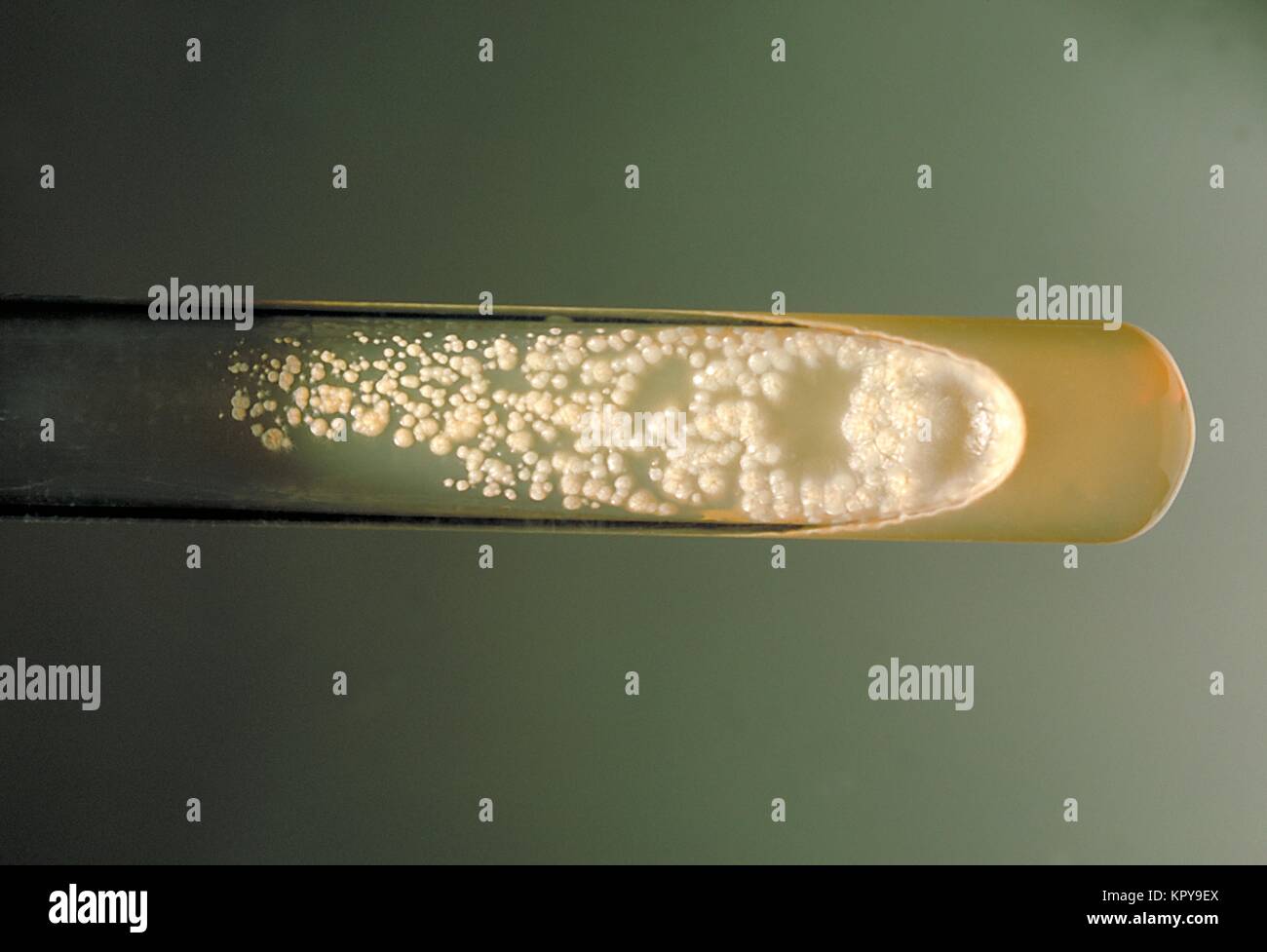 Geotrichum hi-res stock photography and images - Alamy