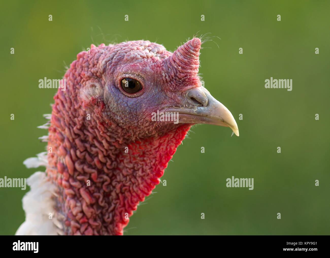 Puter hi-res stock photography and images - Alamy