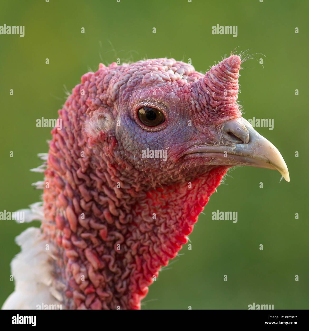 Puter hi-res stock photography and images - Alamy