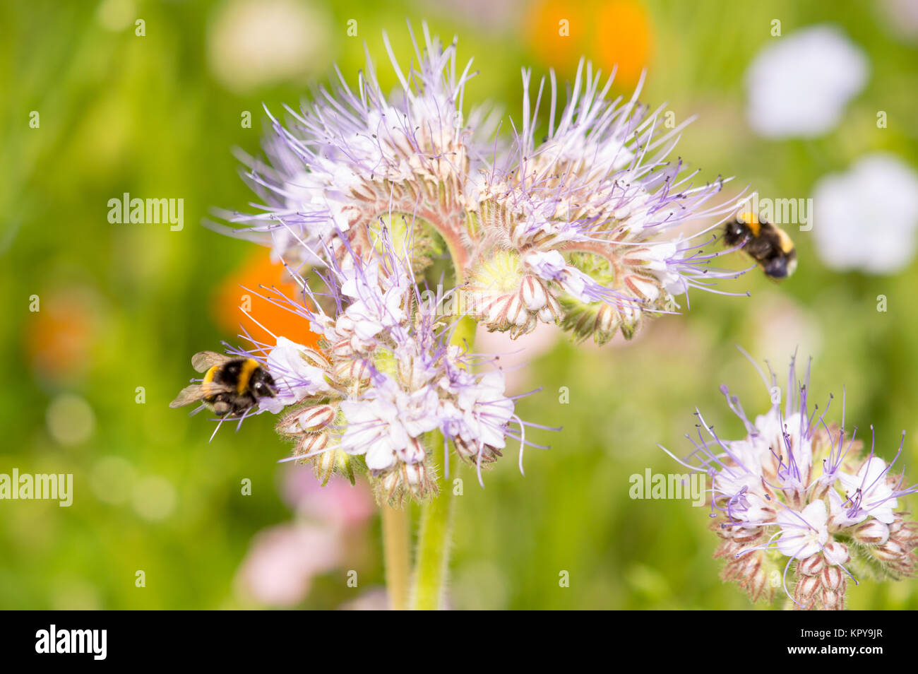 phacelia with bees Stock Photo - Alamy