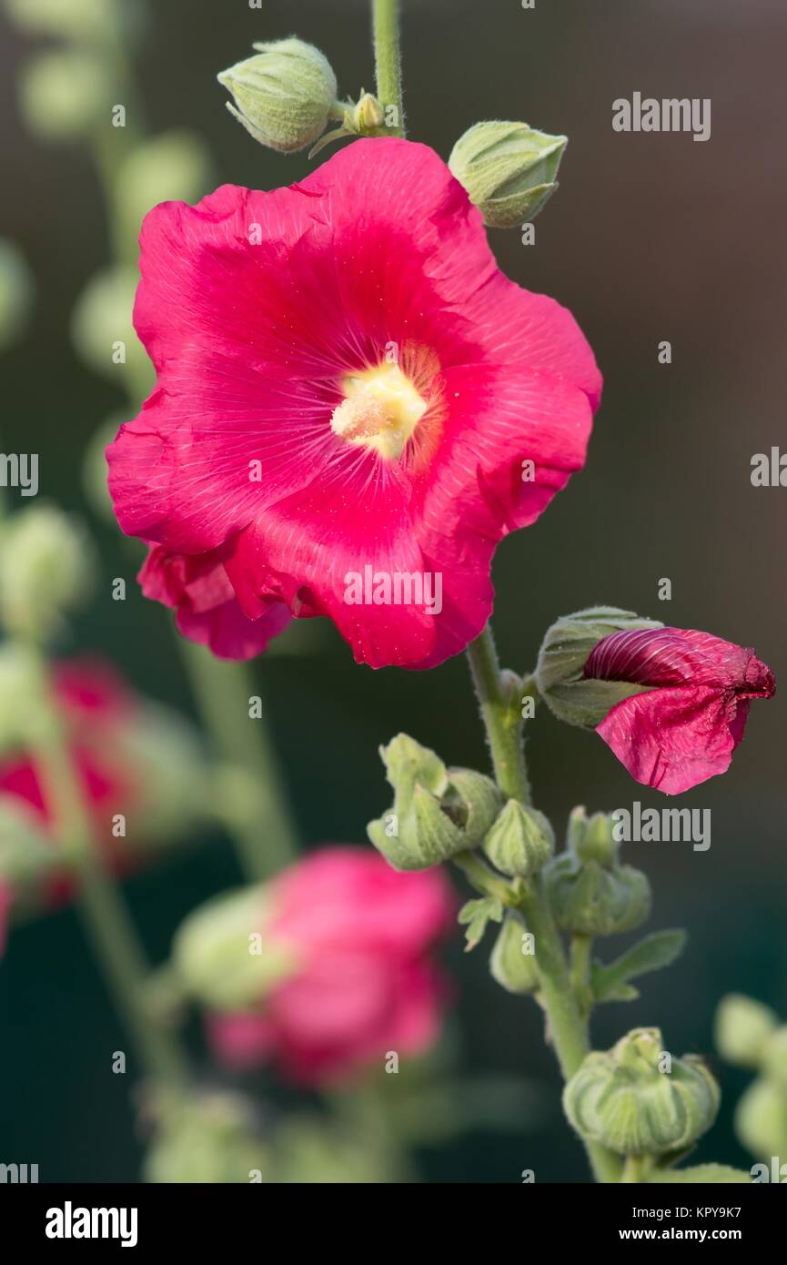 red hollyhock / red hollyhock Stock Photo - Alamy